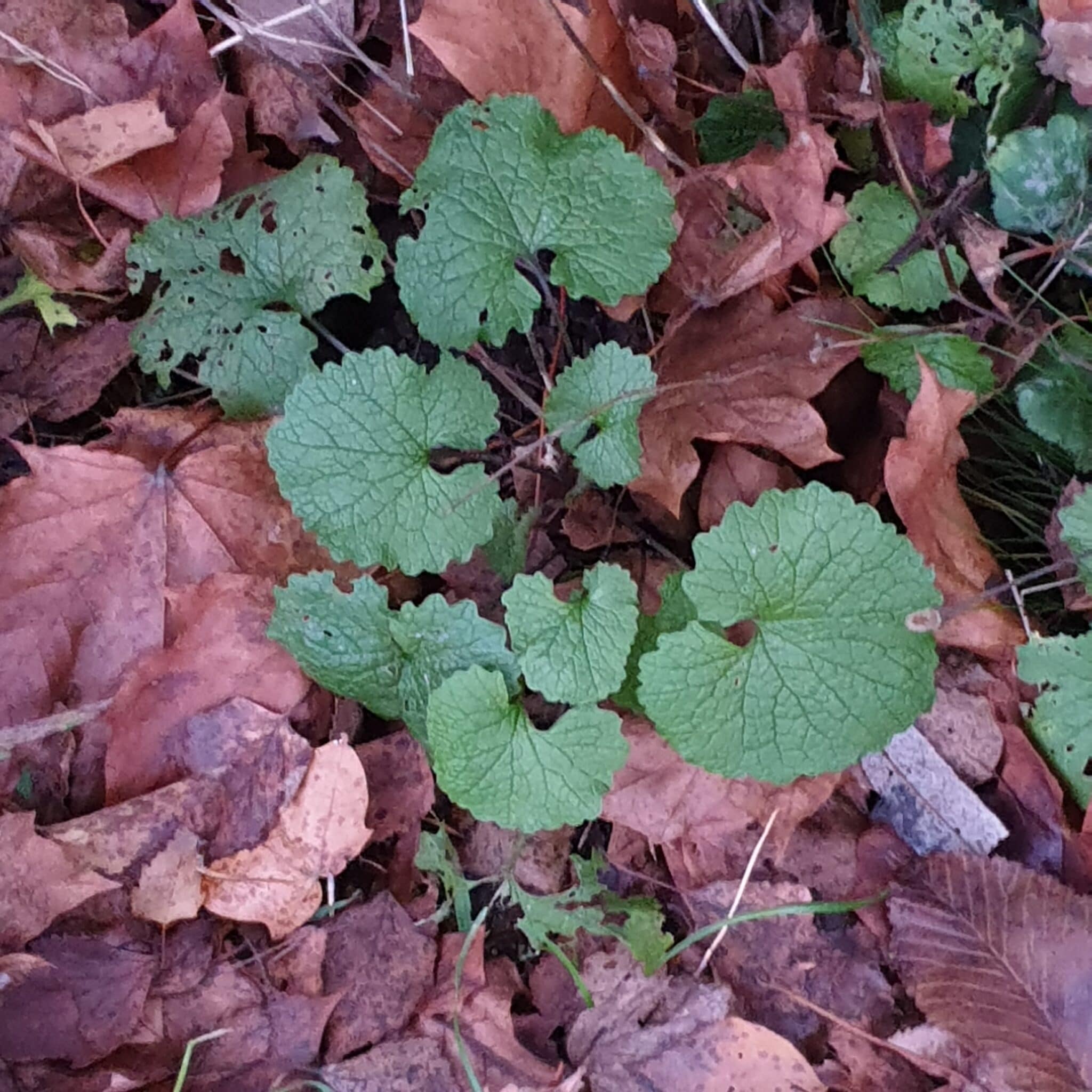 Alliaria petiolata - Wild Edible Plants